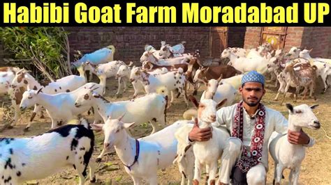 आज 30 बरबरी बकरी और बकरे जा रहे हैं Habibi Goat Farm Moradabad Up