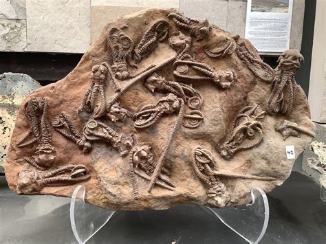 Weirdest Fossil Ever Found Rare Jimbacrinus Crinoid Fossils Discovered