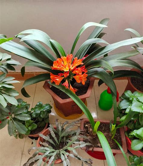 1月，君子兰就得“用心翻”，越翻越旺，越翻越开花