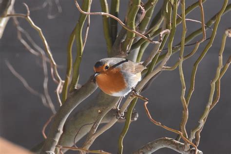 Rouge Gorge Oiseau Nature Photo Gratuite Sur Pixabay Pixabay