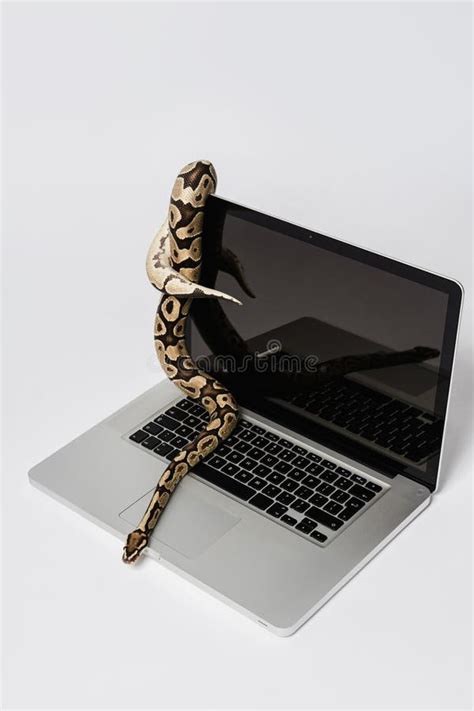 Python Snake And Laptop Computer Concept Of Using High Level