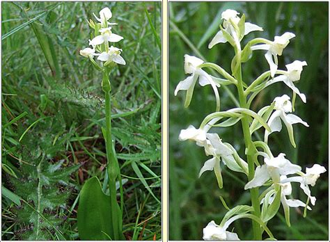 Irish Wildflowers Greater Butterfly Orchid Platanthera Chlorantha