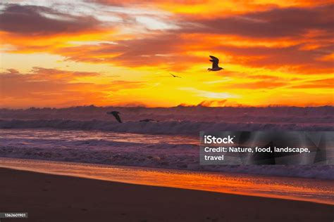 산타 바바라 카운티 캘리포니아 비행 조류의 바다와 실루엣을 통해 극적인 일몰 0명에 대한 스톡 사진 및 기타 이미지 0명 경관 경외감 Istock