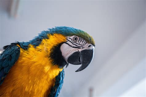 Papagaio Ara Pássaro Foto gratuita no Pixabay Pixabay