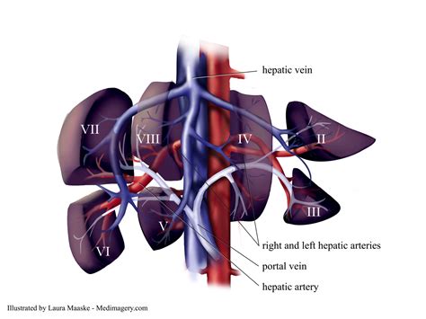 Liver Sections Diagram