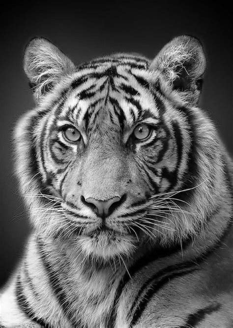 Tiger Reference Photo At Ralph Livingston Blog