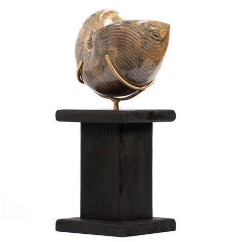 Fossiles Nautiloid Fossiles Nautiloid