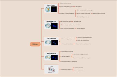 Meiosis Concept Map Definition Phases And Genetic Variation