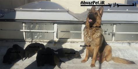 عکس سگ جنگجو سایت عکس