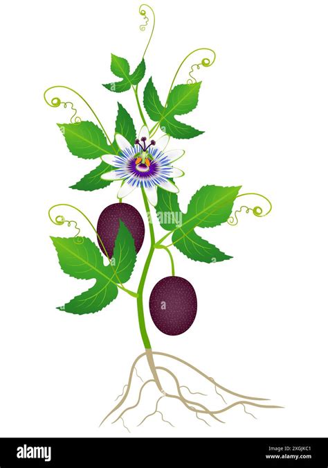 Passion Fruit Plant Drawing Antique French Botanical Lithograph Print
