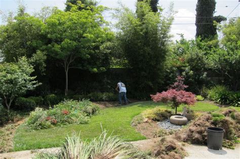 Zoysia Tenuifolia Korean Grass Neighborhood Nursery