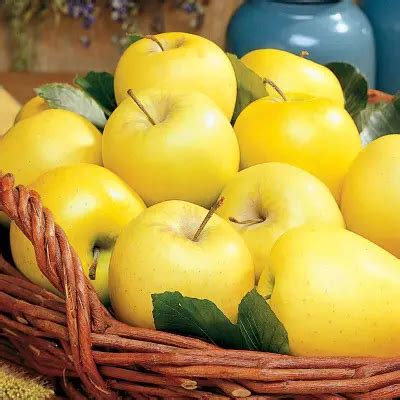 Яблоки Голден Делишес / плоды 1 кг. купить по цене 30 грн. в Украине ...