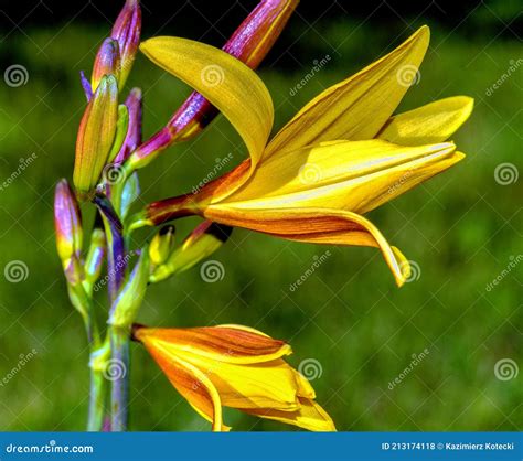 Tuber Growing To A Plant Tissue Culture Plant Tuber Tissue Culture