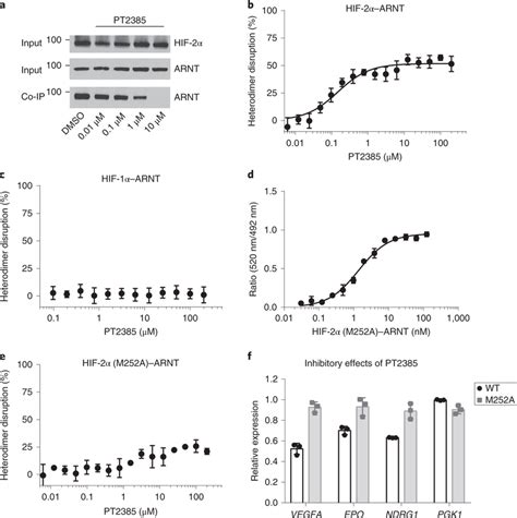 Pt2385 Disrupts Subunitsubunit Interactions In Hif 2 Heterodimers A
