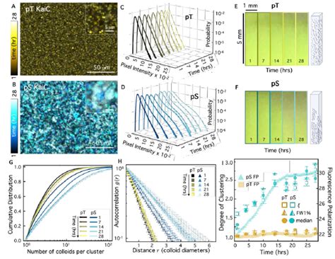 Time Dependence Of Kaic Mediated Cluster Formation Ab Colorized
