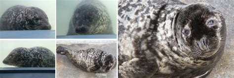 Cornish Seal Sanctuary Sea Life Trust Neil Rescued Grey Seal Pup