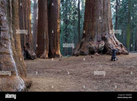 Woman Taking A Picture Of A Grove O Sequoia Trees In The Sequoia NP Stock Photo Alamy