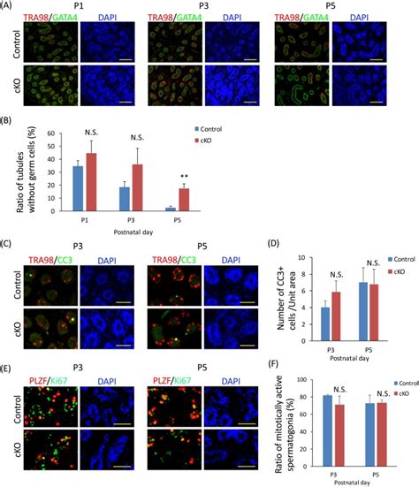 Ptbp1 Contributes To Spermatogenesis Through Regulation Of