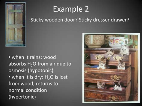 Ppt Real World Examples Of Osmosis Powerpoint Presentation Free