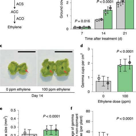 Ethylene Independent Functions Of The Ethylene Precursor Acc In