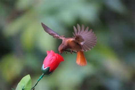 Close Up Of Bird Pollinating Flower รูปภาพพรีเมียม