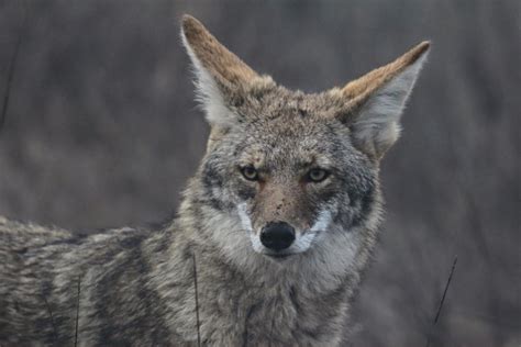 Coyote O Canis Latrans Características Hábitat Costumbres Y Alimentación Con Fotos