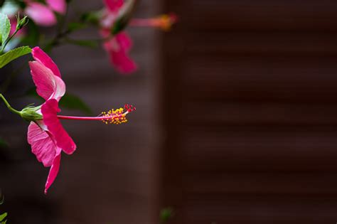 보기 복사 공간 노출 튀어나온 스타일 흐리게 배경을 핑크 꽃잎 꽃의 측면을 닫습니다 0명에 대한 스톡 사진 및 기타 이미지