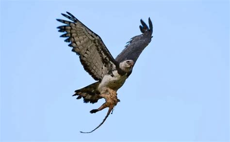 10 Kafshët Më Të Forta Në Botë Gazeta Express