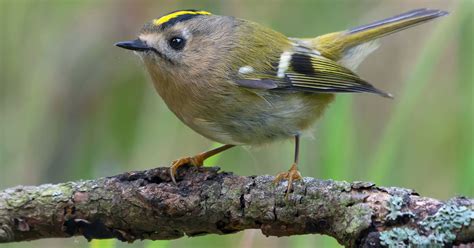 Goldcrest Nesting Behaviour Eggs Location Birdfact