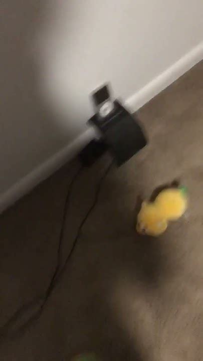 Is He Ok Peepy Itemlabel Lemonpy Youtube