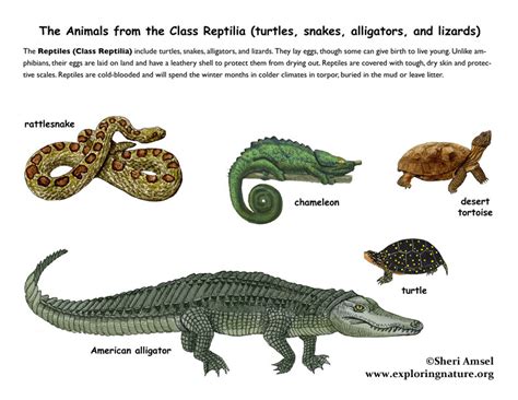 10 Examples Of Reptiles