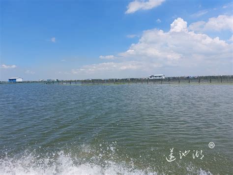 阳澄湖畔阳澄湖大闸蟹养殖基地的风景 阳澄湖大闸蟹官网