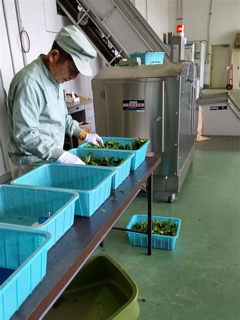 茶摘採は進行中 農事組合法人 東山茶業組合