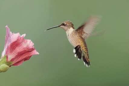 ハミングバード Hummingbird Googleが新しい検索アルゴリズムを導入