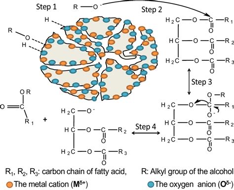 The Surface Structure Of Metallic Oxides And The Transesterification