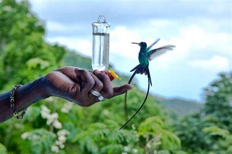 The Doctor Bird Of Jamaica National Symbol Of Culture And Freedom