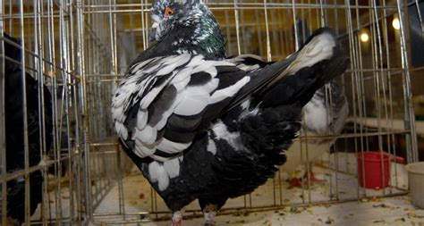 Krađa Goluba U Donjem Miholjcu Sibhr