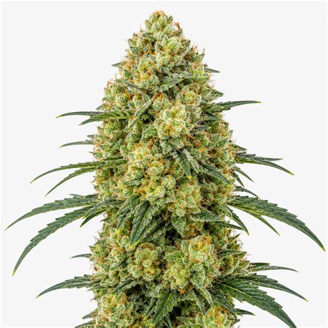 Lemon Kush Strain Master Kush × Lemon Joy Strainpedia