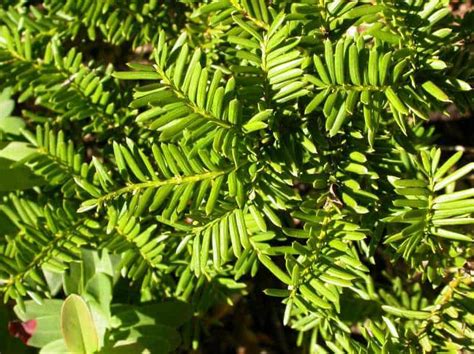 Everlow Yew 5 Container Grimms Gardens