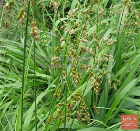 Зубровка душистая (Hierochloe odorata) — описание, выращивание, фото ...