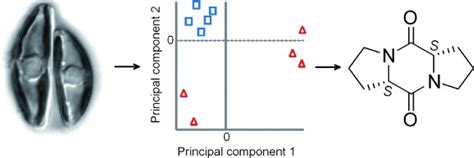 Metabolomics Enables The Structure Elucidation Of A Diatom Sex