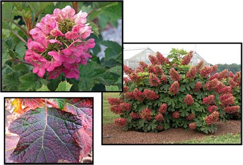 Dwarf Oakleaf Hydrangea Ruby Slippers