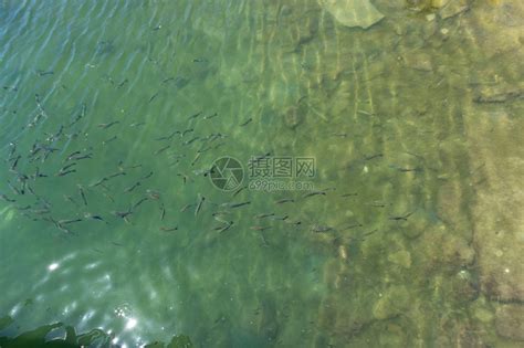 污染概念海上漏油与试图在危险的液体环境中生存的高清图片下载 正版图片506132239 摄图网
