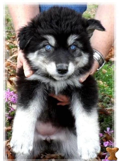 Siberian Husky Wolf Hybrid Puppies
