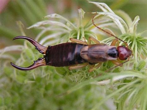 Tijereta Aprende Todo Sobre Esta Orden De Insectos