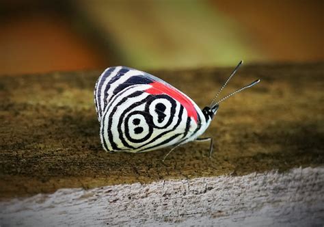 Eighty-eight butterfly | Project Noah