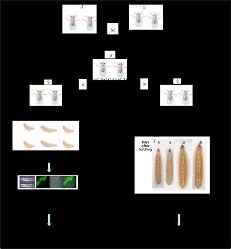 Schematic Diagram Of The Genome Wide Rnai Screen For Novel Regulators