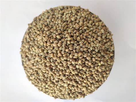 Organic Hemp Seeds At Rs 340kg भांग के बीज In Jalore Id 24760721773