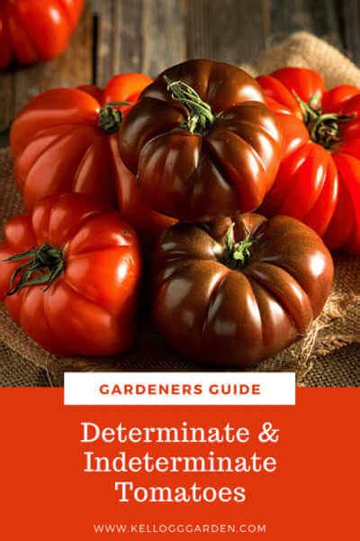 Determinate Tomatoes Vs Indeterminate Tomatoes Kellogg Garden Organics™