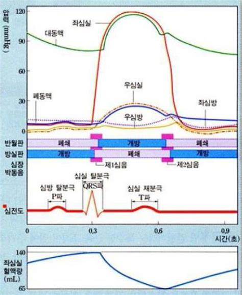 심장의 구조와 기능 네이버 블로그